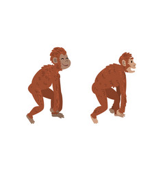 Biology human evolution stages evolutionary Vector Image