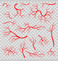Veins Royalty Free Vector Image - VectorStock