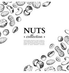 Nuts frame design hand drawn pecan macadamia pine Vector Image