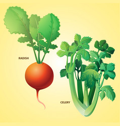 Red radish with roots underground Royalty Free Vector Image