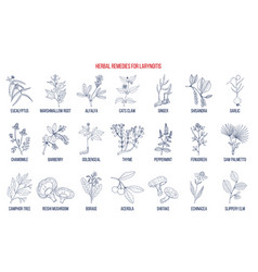 Best medicinal herbs for ear infections Royalty Free Vector