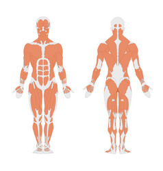 Human muscular system Royalty Free Vector Image