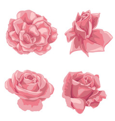 Red rose flower top view isolated on white Vector Image