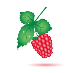 Raspberry fruit cartoon colored clipart Royalty Free Vector