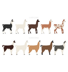 Camel llama guanaco alpaca breeds infographic Vector Image