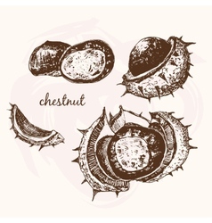 Chestnut cartoon Royalty Free Vector Image - VectorStock