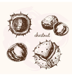 Chestnut cartoon Royalty Free Vector Image - VectorStock