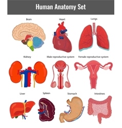 Realistic sick human organs set anatomy Royalty Free Vector