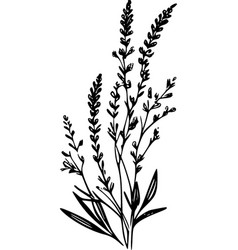 Lavender plant pattern Royalty Free Vector Image