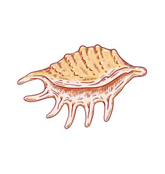 Colorful spiral conch sea shell isolated sketch Vector Image