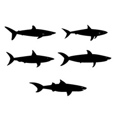 Sharks Royalty Free Vector Image - VectorStock