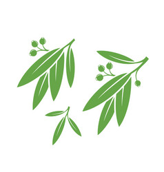 Watercolor eucalyptus leaves and branches Vector Image