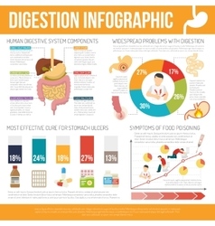 Intestine infographics banner Royalty Free Vector Image
