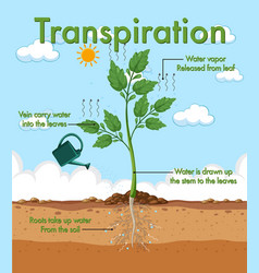Diagram showing plant transpiration Royalty Free Vector