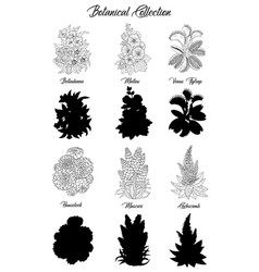 Set black and white outline flowers Royalty Free Vector