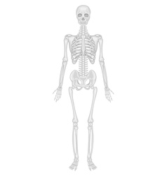 Human body systems Royalty Free Vector Image - VectorStock