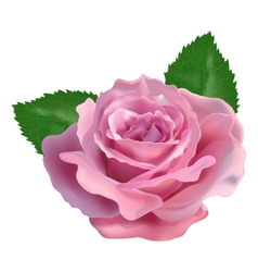 Red rose flower top view isolated on white Vector Image