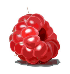 Realistic raspberry splash flow with leaves Vector Image