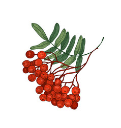Realistic detailed drawing mistletoe sprig Vector Image