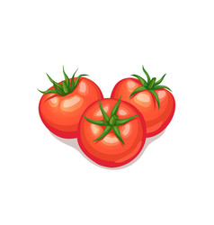 Tomatoes collection isolated Royalty Free Vector Image
