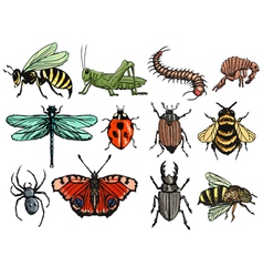 Insects Royalty Free Vector Image - VectorStock