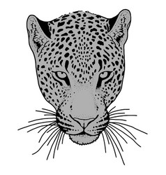 Leopard head Vector Image by insima - Image #1891281 - VectorStock
