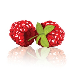 Raspberry isolated Royalty Free Vector Image - VectorStock