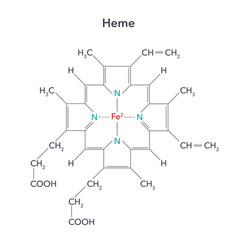Gram-positive bacterial membrane diagram Vector Image