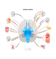 Human brain diagram doodles icons style Royalty Free Vector