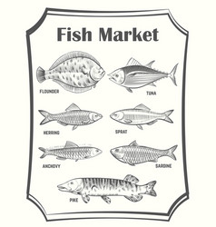 Sketch seafood lobster shellfish fish shrimp Vector Image