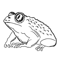 Outline drawing a frog isolated on white Vector Image
