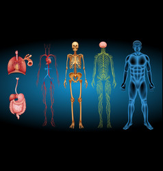 Human body 3d polygonal wireframe blueprint Vector Image