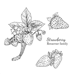 Strawberry drawing set isolated hand drawn Vector Image by Epine ...