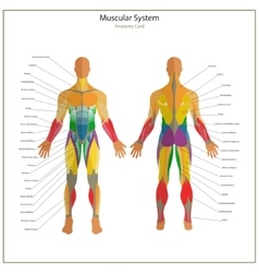 Human muscles the female body Royalty Free Vector Image