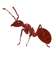 Fire ant isolated on white background Royalty Free Vector