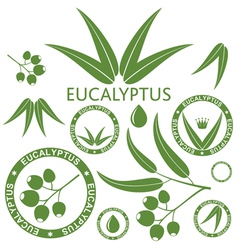 Eucalyptus vector by Aliaksei - Image #2382776 - VectorStock