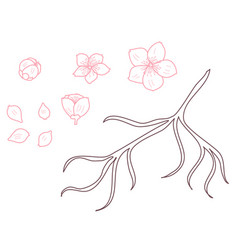 Sakura cherry blossom flower outline Royalty Free Vector