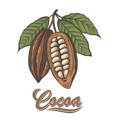 Realistic cocoa compositions Royalty Free Vector Image