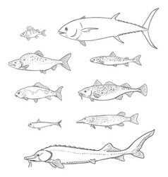 Sketch seafood lobster shellfish fish shrimp Vector Image