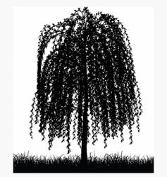 Weeping willow tree Royalty Free Vector Image - VectorStock