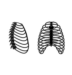 Hand drawn line art human ribcage Royalty Free Vector Image