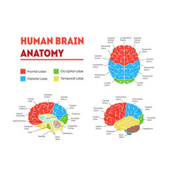 Brain anatomy color scheme Royalty Free Vector Image