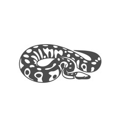 Indian python Royalty Free Vector Image - VectorStock