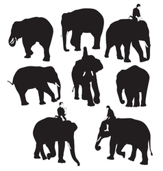 Elephant head front view this silhouette may Vector Image