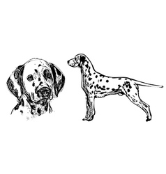 Cute dalmatian dog Royalty Free Vector Image - VectorStock