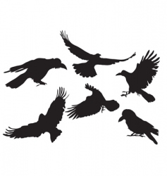 Silhouette of crow with head facing forward Vector Image